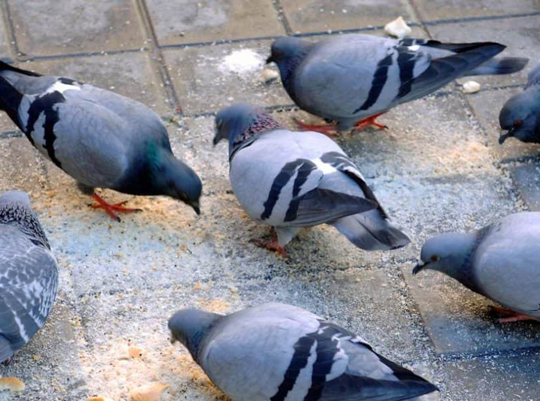L'Hospitalet lanza una campaña para no alimentar a las palomas - El TOT ...